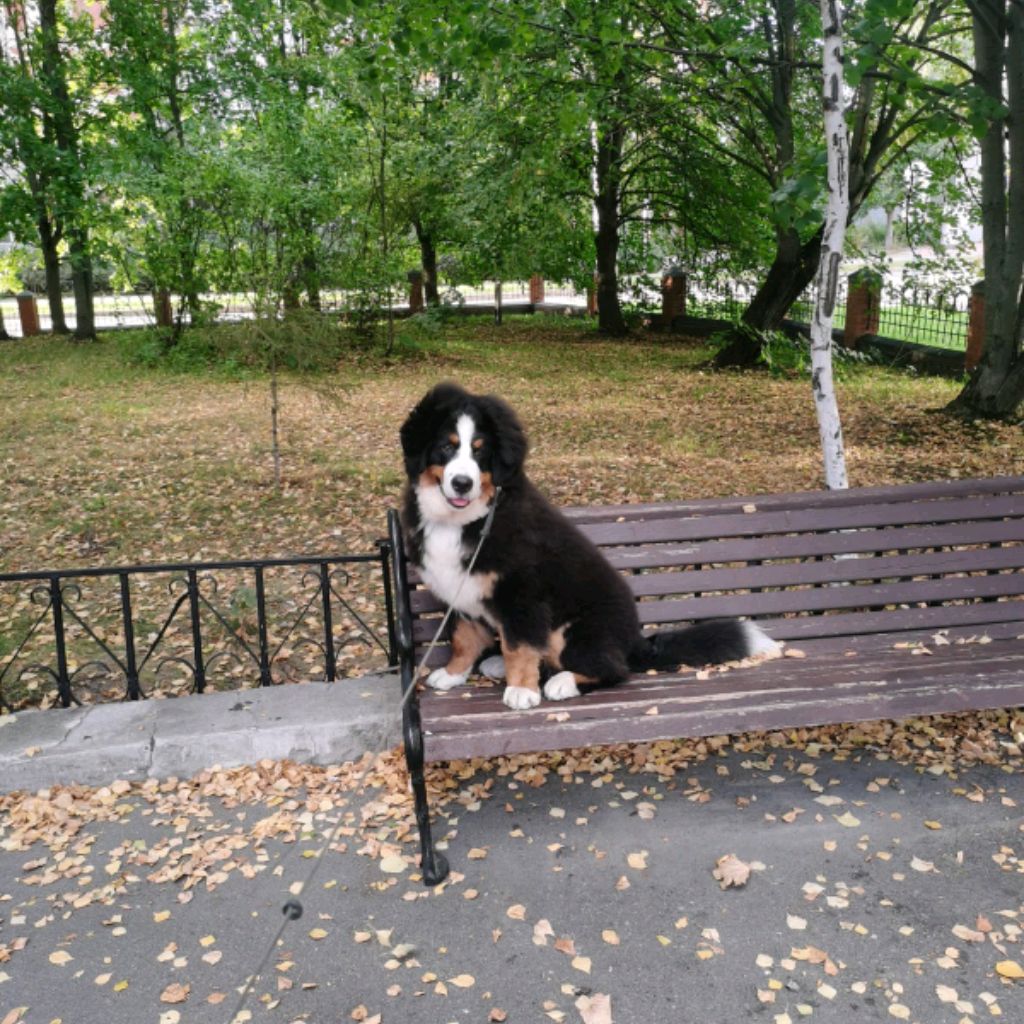 Иконка канала Бернский Зенненхунд