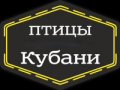 Иконка канала Птицы Кубани