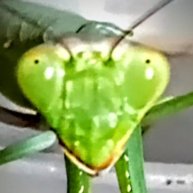 Иконка канала Природа и насекомые