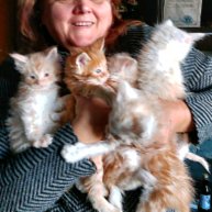 Иконка канала Эвелина Мейн-кун котята питомник LinaVanLinx