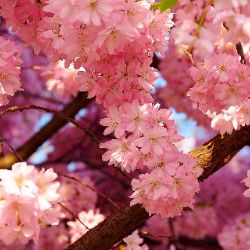 Иконка канала DaPSteP