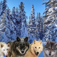 Иконка канала Arctic Park