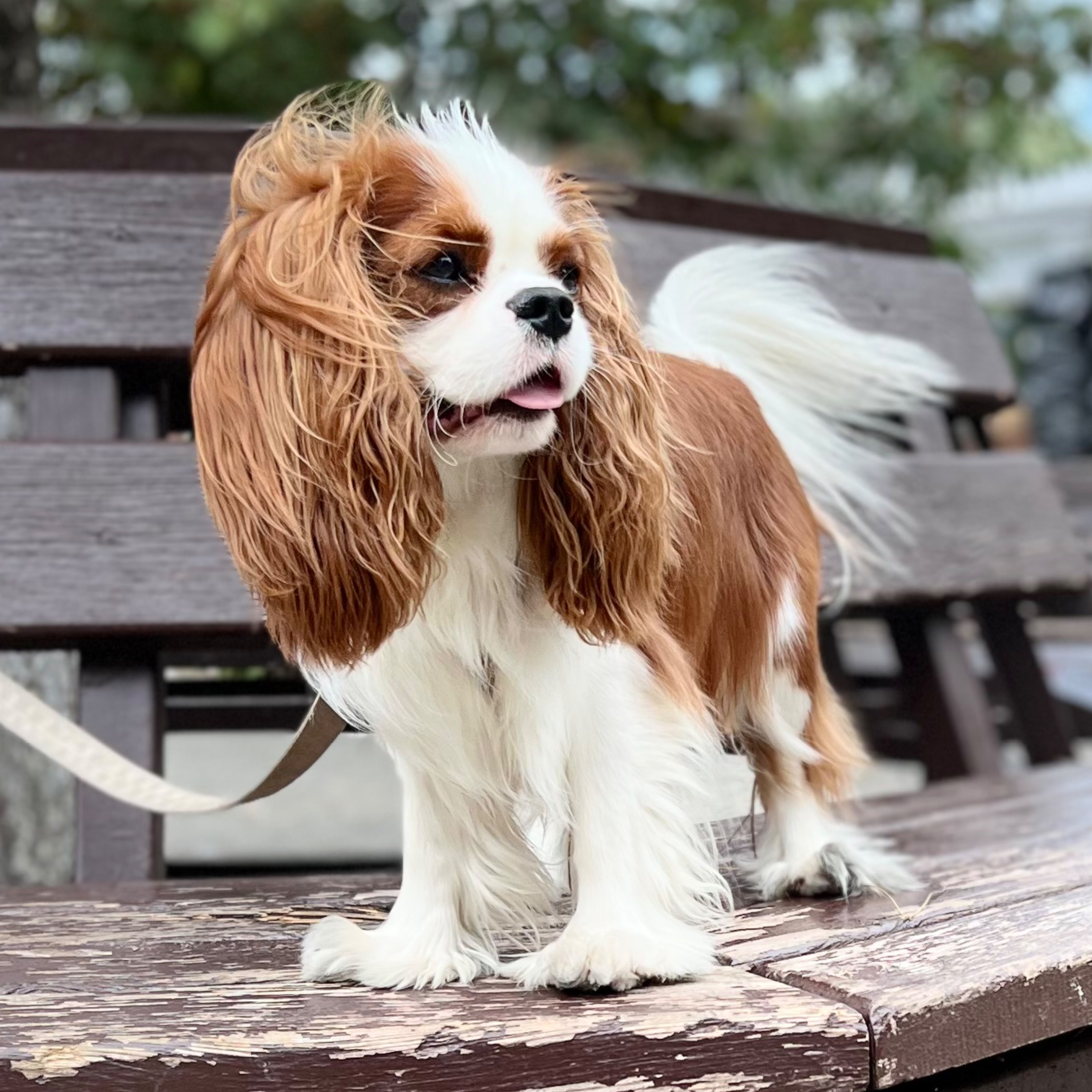 Иконка канала Арсений|кавалер Кинг Чарльз спаниель