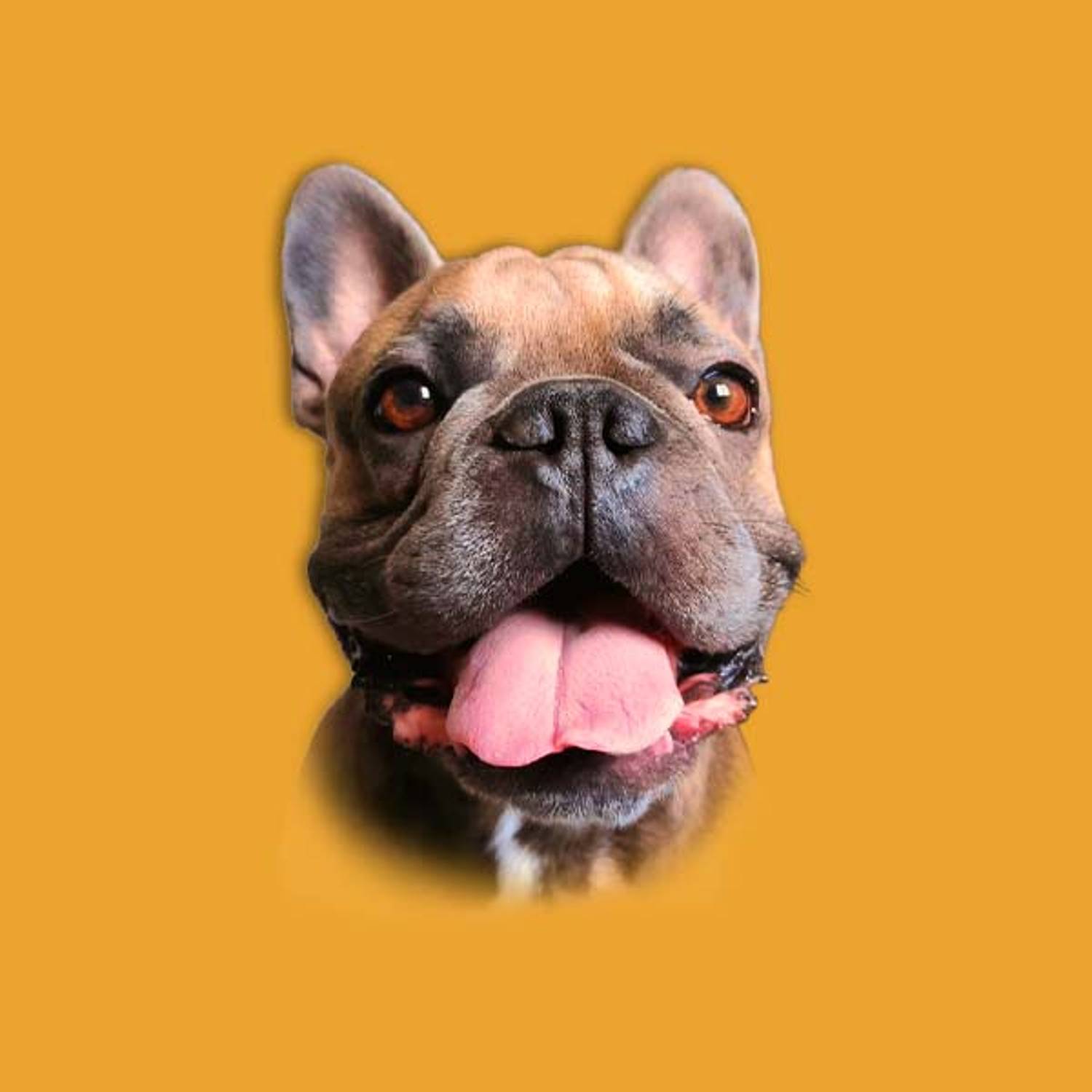 Иконка канала Жизнь с французским бульдогом | Тоня и Чоп