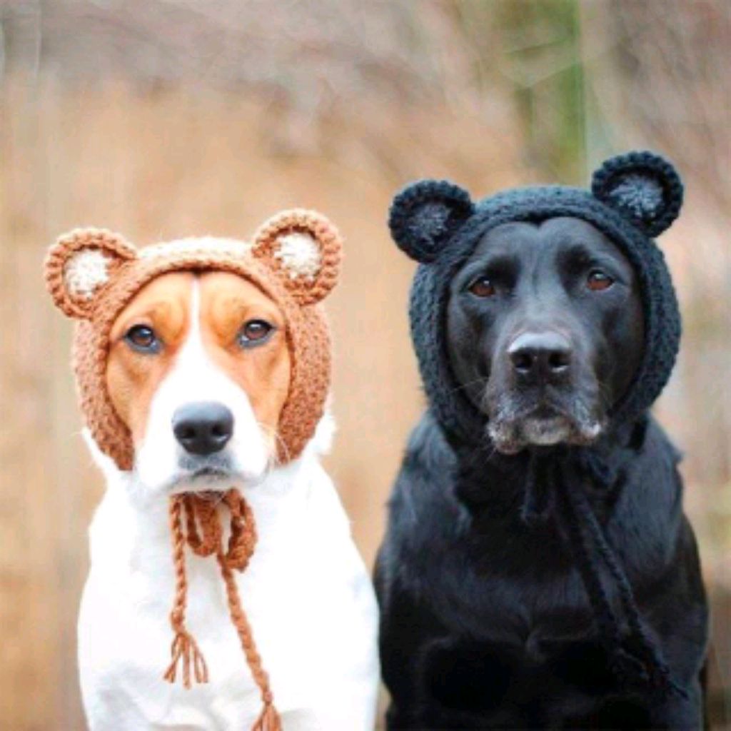 Иконка канала Умелые Лапки🐾