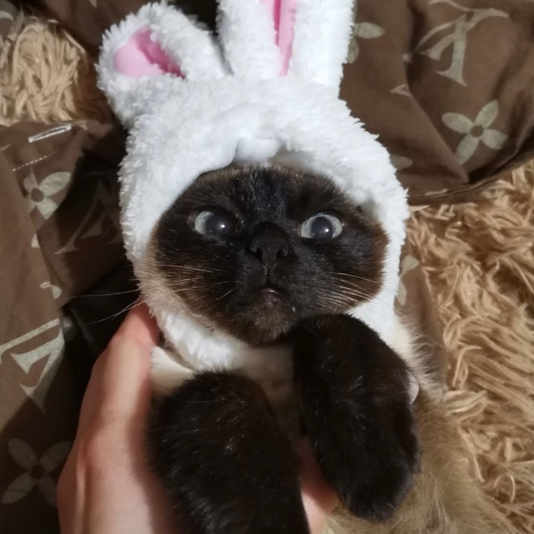 Иконка канала misai_afk