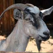 Иконка канала KO3A_MAHbKA