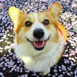 Иконка канала DOGM