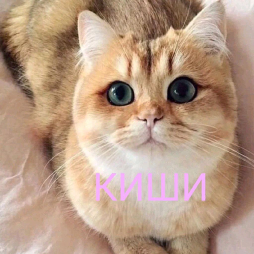 Иконка канала ❤Киши❤