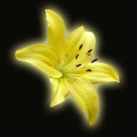 Иконка канала Желтый цветок