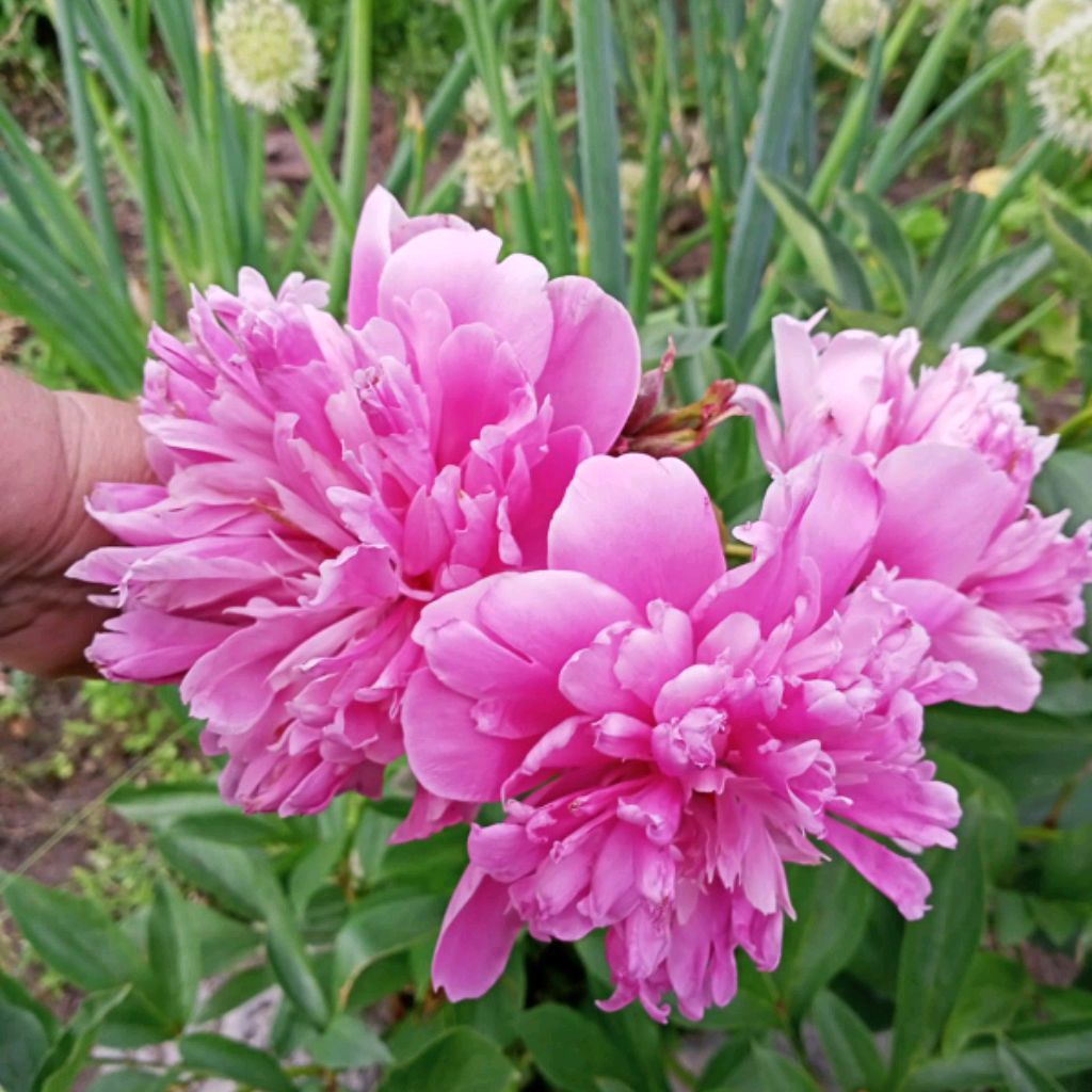 Иконка канала Таро даст Ответ!