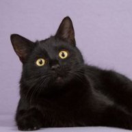 Иконка канала Хвостики в дар. Пиар животных