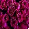 Иконка канала Musical Flowers