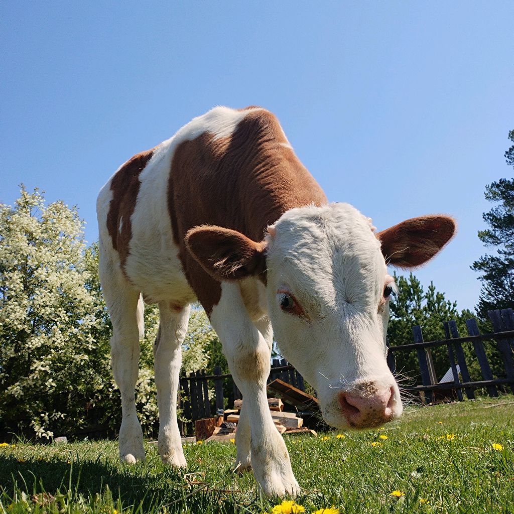 Иконка канала ЛПХ "От Лешего"