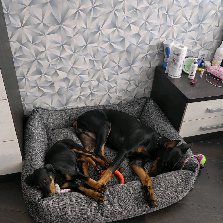 Иконка канала Мои любимые кабелеки🐕🐕🐕