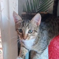 Иконка канала Степан 🍍