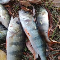 Иконка канала Отдыхаем, ловим,копаем