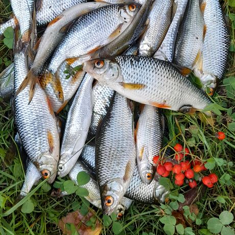 Иконка канала Ловись рыбка