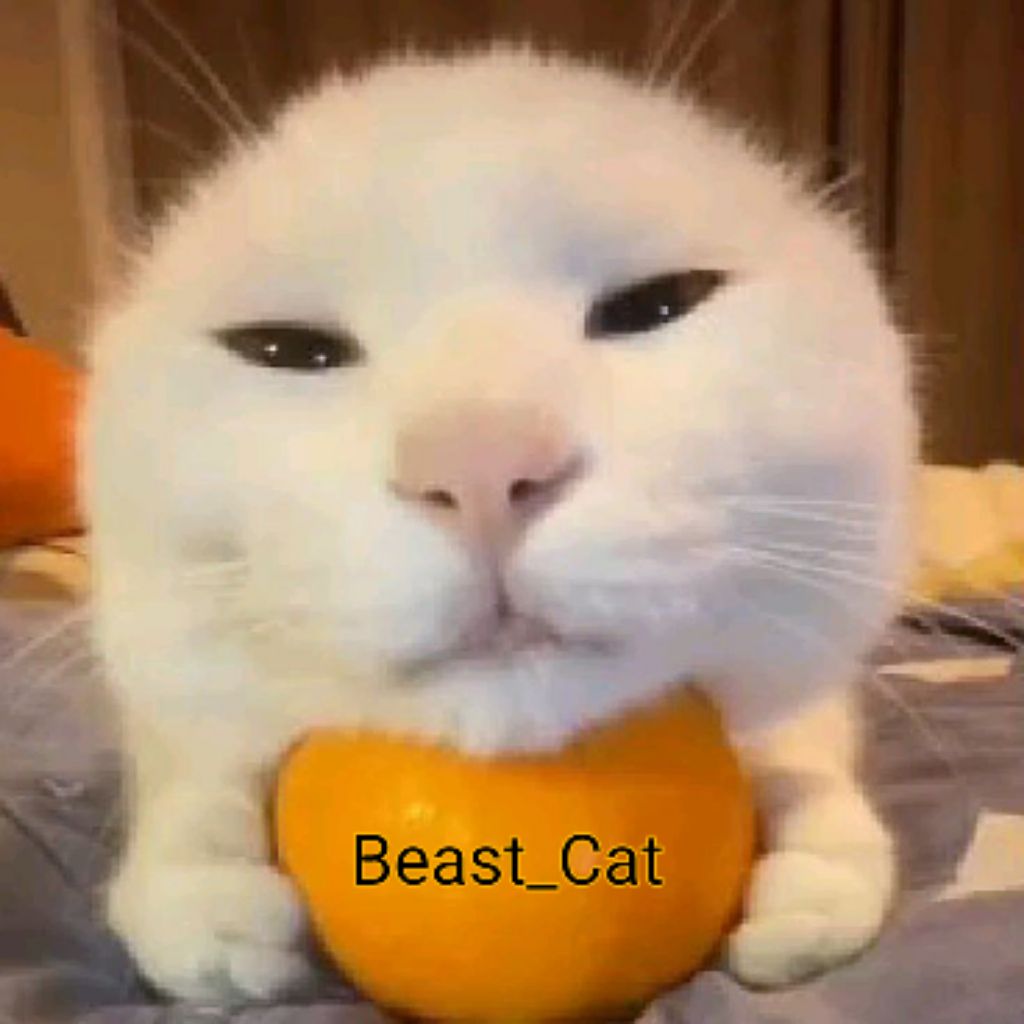 Иконка канала Beast_Cat2