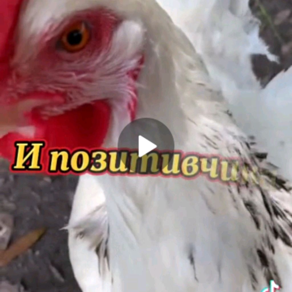Иконка канала Курочка скуф