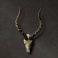 Иконка канала Dirtwin