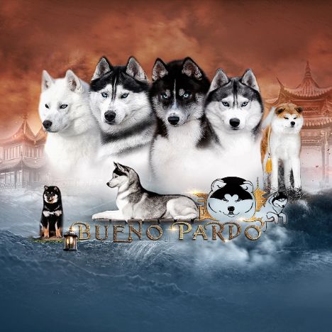Иконка канала Bueno Pardo - Akita Husky Corgi