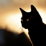 Иконка канала NekiyCot