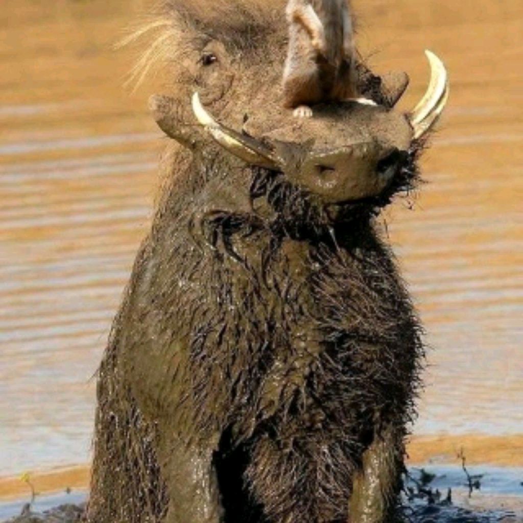 Иконка канала ЗООТВ🕊️