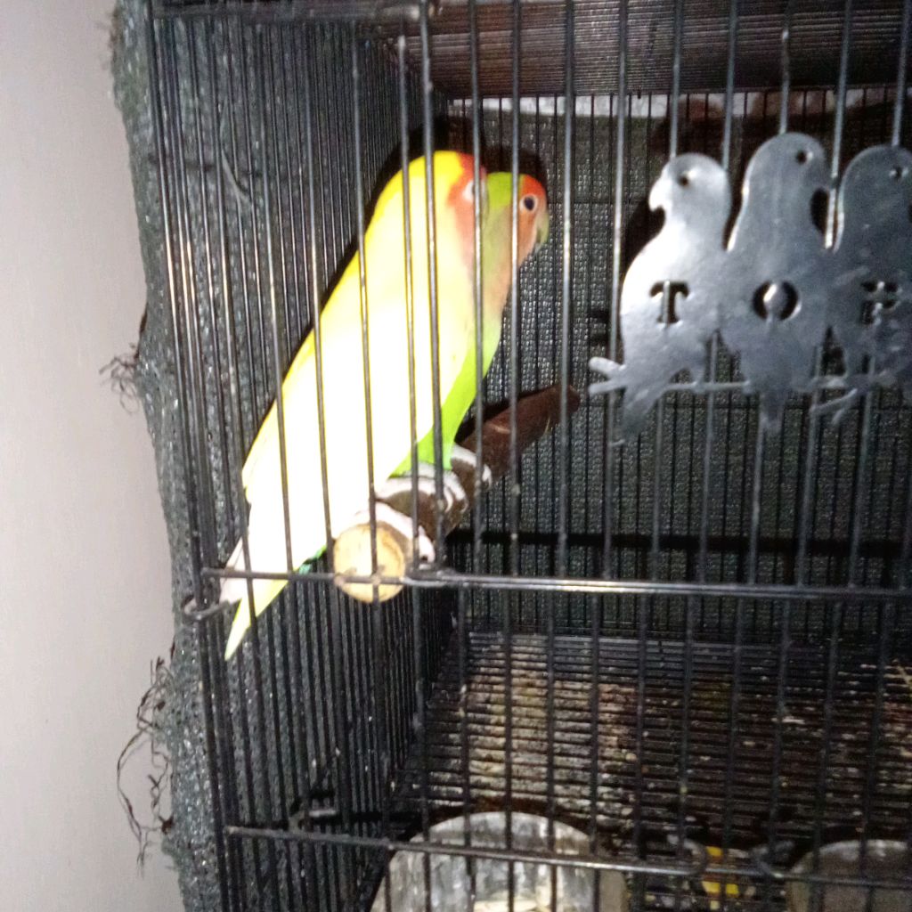 Иконка канала Моя жизнь и мои питомцы