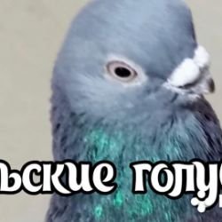 Иконка канала СЕЛЬСКИЕ ГОЛУБИ, Владимир  Левшаков.
