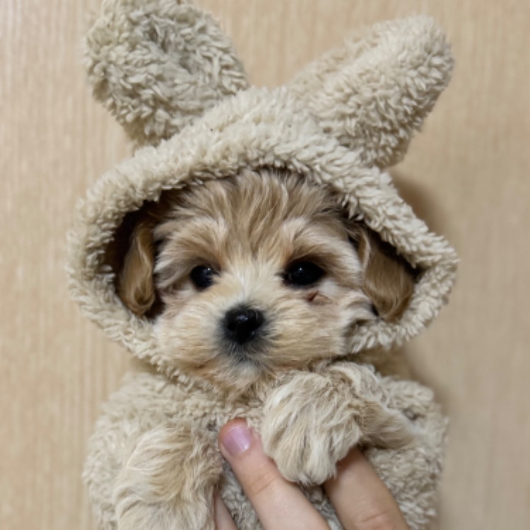 Иконка канала Maltipoo_Elit_Moscow🐶💝