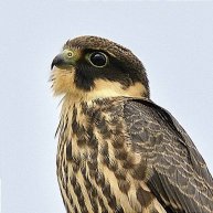 Иконка канала SAN_birds_nature