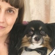 Иконка канала papillonsgoodlife питомник папийонов