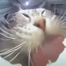 Иконка канала RAIMIGames