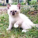 Иконка канала Sense Line