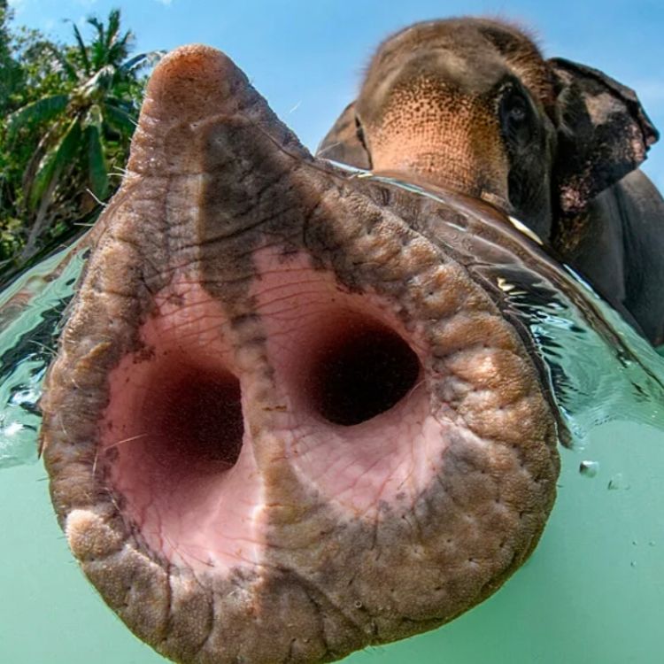 Иконка канала Слонявр