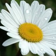 Иконка канала Ромашка с мнением