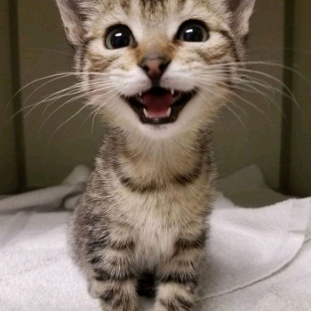 Иконка канала Nice-Kitty😺