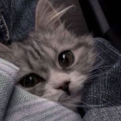 Иконка канала sonatazy