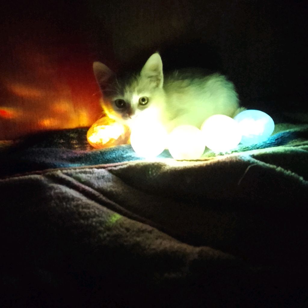 Иконка канала Rainbow Cat
