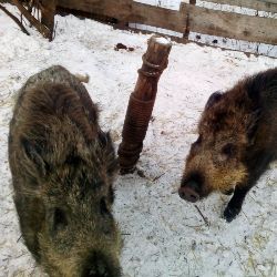 Иконка канала Кабаний кордон