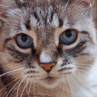 Иконка канала Mr.Cat