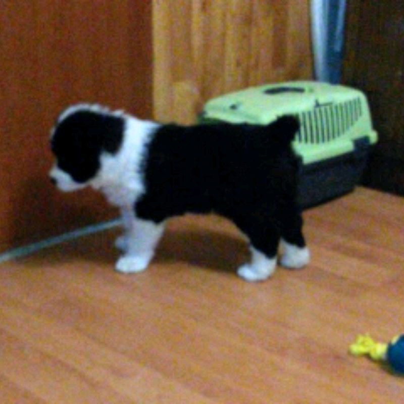 Иконка канала Алабаи и мы.