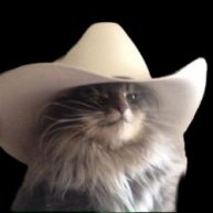 Иконка канала Meowdy