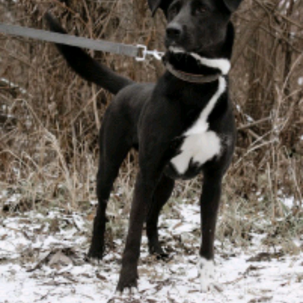 Иконка канала Victor Krasnickov