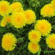 Иконка канала Djamayka