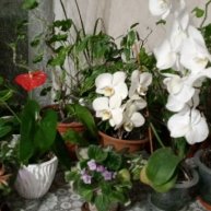 Иконка канала Сельские хлопоты с Анной.