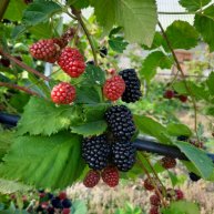 Иконка канала Ежевика Татарстан