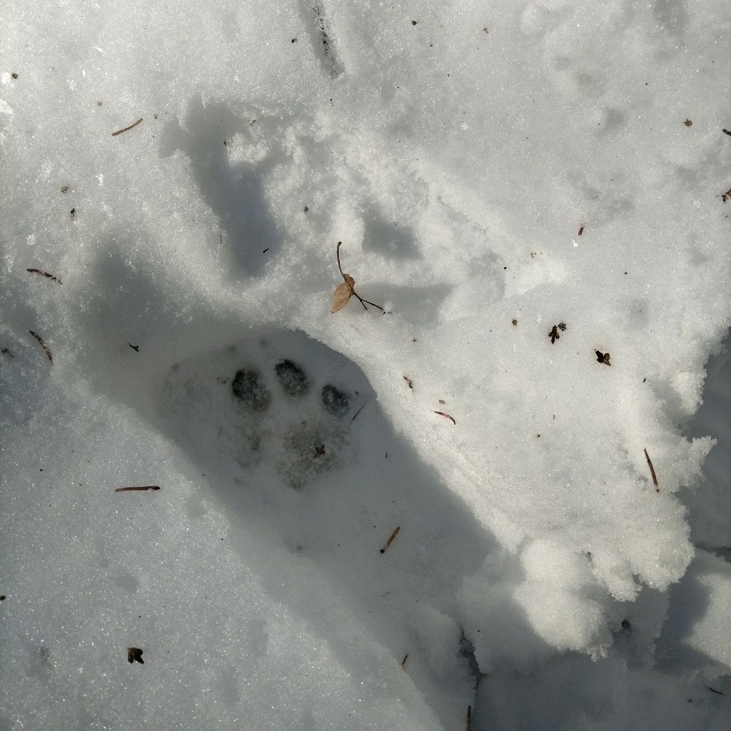 Иконка канала Петля тайги