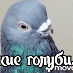 Иконка канала СЕЛЬСКИЕ ГОЛУБИ